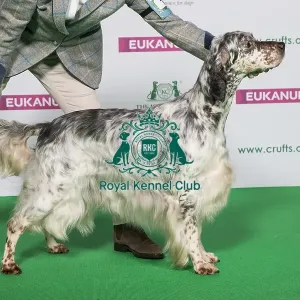 English Setter Yearbook My English Setters Kelley Ridge Kennels