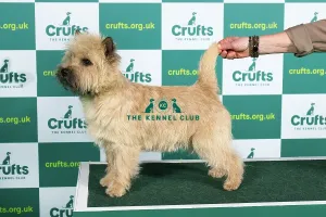 Official photos from Crufts 2023 Art Prints, Posters & Puzzles