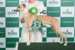 Crufts 2023 Art Prints, Posters & Puzzles