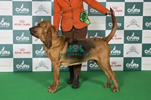 Bloodhound Art Prints Collection