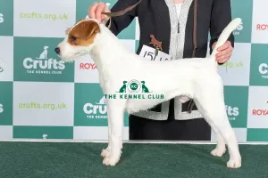 Crufts 2024 Best of Breed Terrier Group Art Prints, Posters & Puzzles