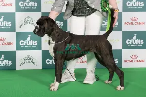 Crufts 2024 Best of Breed Working Group Prints