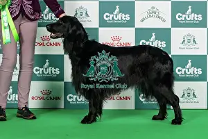 Crufts 2026 Best of Breed Art Prints, Posters & Puzzles