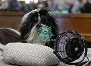 Shih Tzu Art Prints